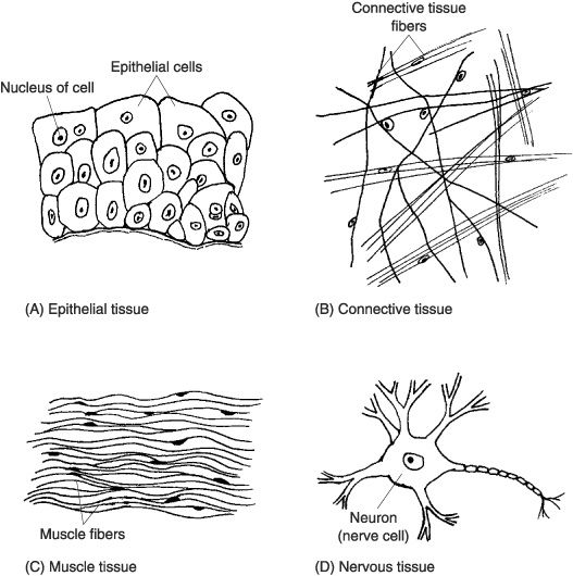 Types Of Tissues In The Human Body Coloring Worksheet Types Of Tissues In The Human Body Coloring Worksheet