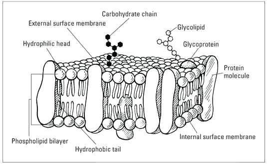 Cell Membrane Coloring Worksheet Answer Sheet Cell Membrane Coloring Worksheet Answer Sheet