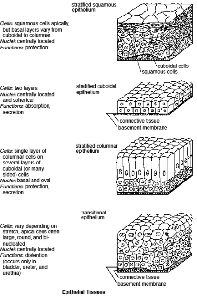 Types Of Epithelial Tissue Worksheet Types Of Epithelial Tissue Worksheet