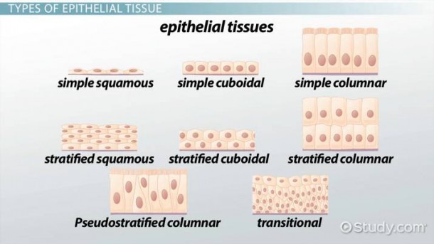 Types Of Epithelial Tissue Worksheet Types Of Epithelial Tissue Worksheet
