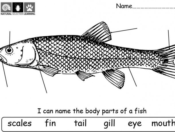 Fish Labeling Worksheet Fish Labeling Worksheet