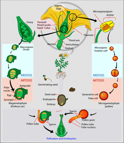 Flowering Plant Life Cycle Worksheet